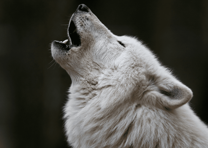 Animal Totem : Le Loup, symbole de sagesse et de connexion spirituelle ...